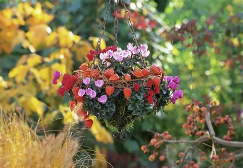 Top 16 Great Evergreen Trailing Plants For Hanging Baskets Garden Junkie