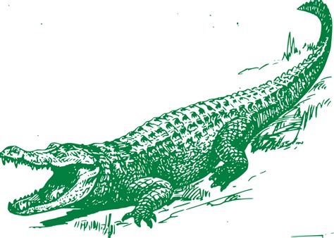 Explore 7235 Free Alligator Clip Illustrations Download Now Pixabay