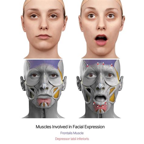 Facial Muscles Of Expression
