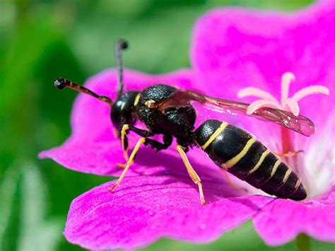 Wespenarten Im Naturgarten