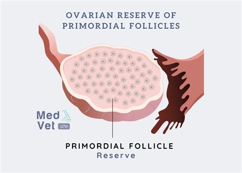 Folliculogenesis Medvetsite