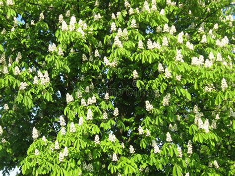 Tree Branhes Stock Photo Image Of Detail Weather Clouds