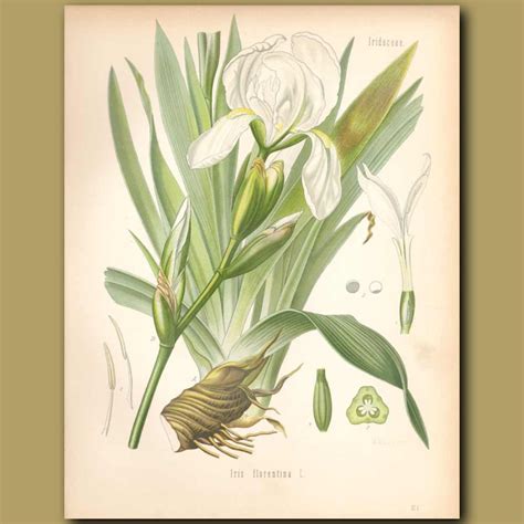 Iris Florentina Genuine Antique Print For Sale