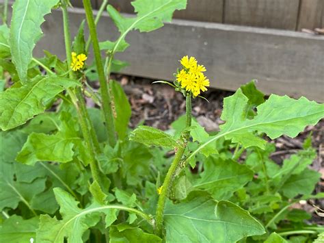 Monticello Park Plants Oriental False Hawksbeard
