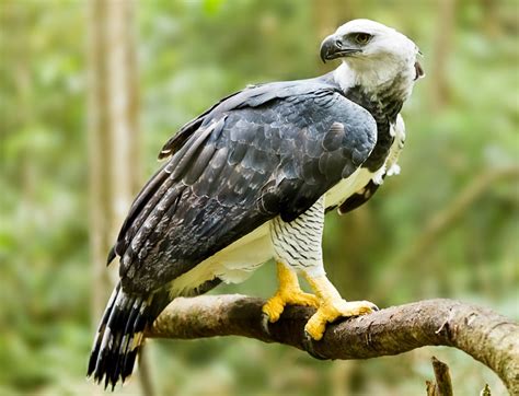 Harpy Eagle Harpia Harpyja About Animals