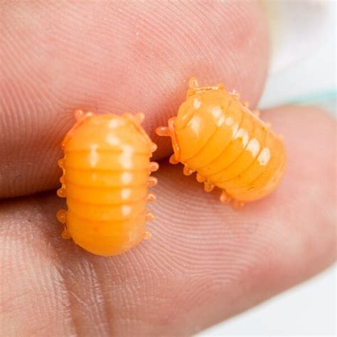 Unique Bug Earrings Etsy