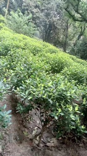 Green Ficus Panda Plant For Plantation At Rs 50piece In Hasanpur Id