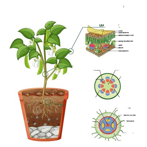 Diagrama De Plantas Vasculares Vascular Plant