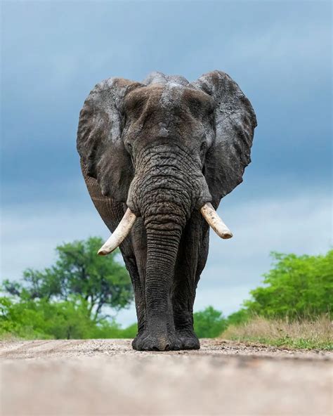 Todd Skinner Toddskinnerwildlife • Instagram Photos And Videos