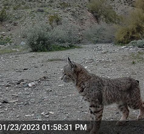 Desert Bobcat