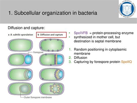 Ppt Getting Organized How Bacterial Cells Move Proteins And Dna
