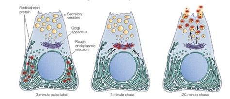 Cell Biology Flashcards Quizlet