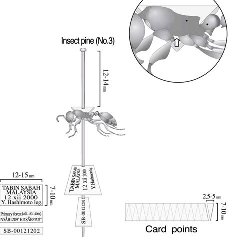 Pdf Identification Guide To Ant Genera Of Borneo