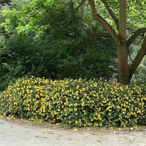 Potted Hypericum Plants St Johns Wort For Sale Fast Delivery