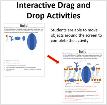 Diffusion Osmosis Through Cell Membrane Digital Interactive Notebook Pages