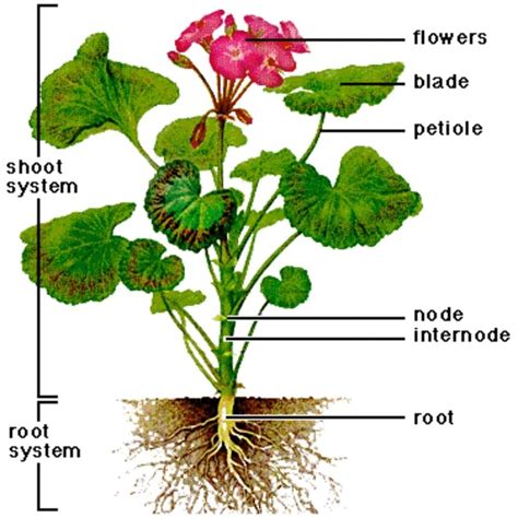 Geranium Plant Structures Charts Diagrams Graphs