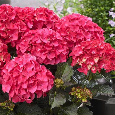 Tuxedo® Hydrangea Dewar Nurseries