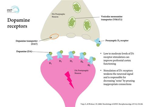 Neurobiology Of Adhd Key Insights Into Brain Function Psych Scene Hub