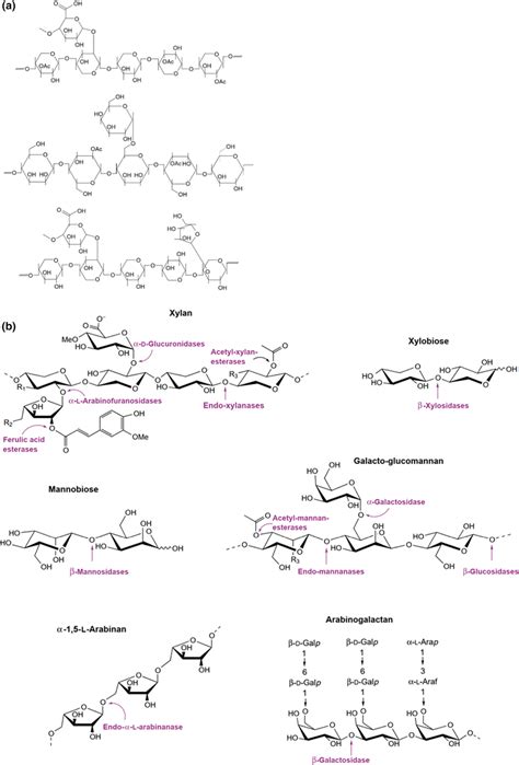 Three Typical Hemicellulose Structures A And The Sites Of Action Of Download Scientific