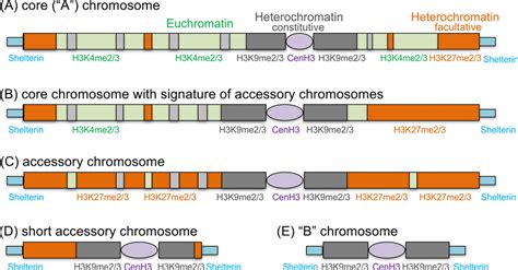 Histone Modifications Associated With Transcriptionally Active Download Scientific Diagram