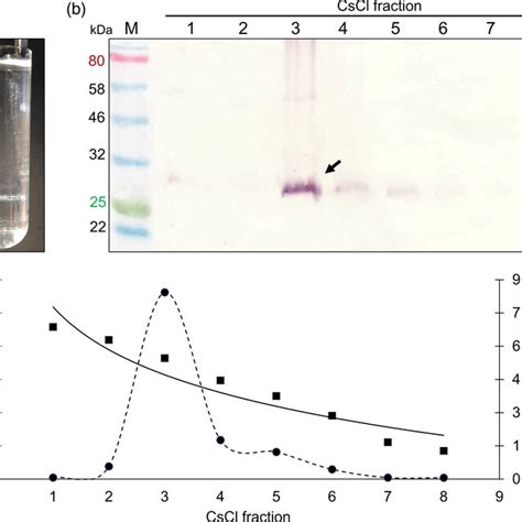 Caesium Chloride Density Gradient Profile Of Plant‐produced Pcv‐2 Cp