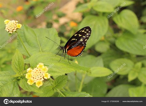 Tiger Longwing Butterfly Hecale Longwing Golden Longwing Golden