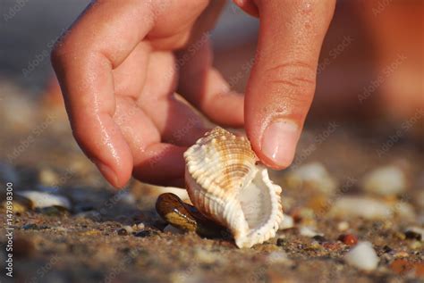 Collect Shells