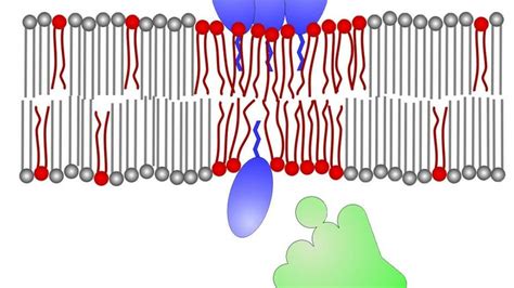 How Daptomycin Kills Multi Drug Resistant Bacteria German Center For Infection Research