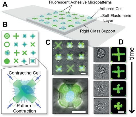 1 Day 1 Preparation Of The 24 Well Plate