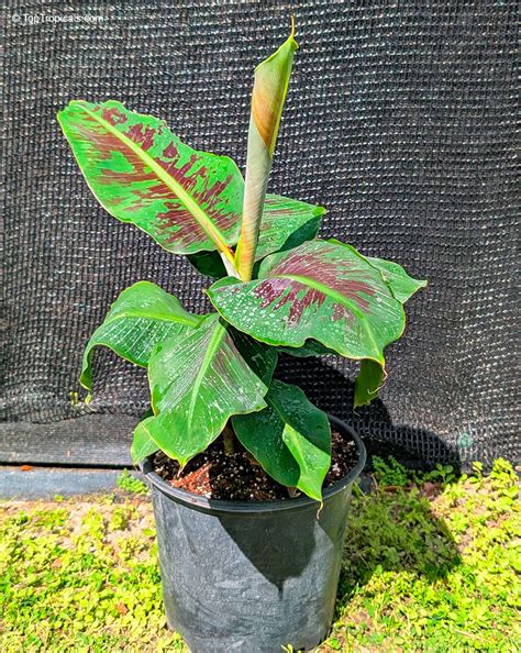 Musa Sp Truly Tiny Dwarf Banana Truly Tiny Top Tropicals Plant