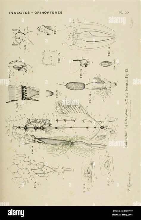 This Atlas Presents Comparative Anatomy Of Invertebrates Focusing On Various Species And Their