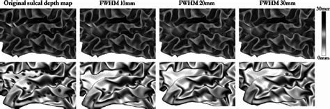 Sulcal Pit Extraction Using The Watershed Algorithm Applied To Sulcal Download Scientific
