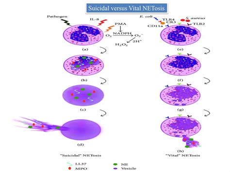 Netosis Autosaved Pptx