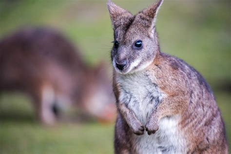 Parma Wallaby Habitat Threats And Conservation Aussie Ark