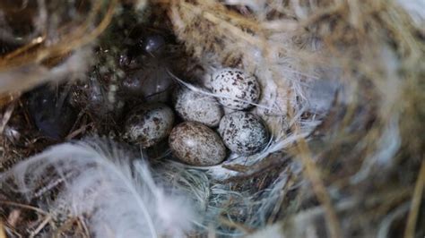 Premium Photo High Angle View Of Eggs In Nest