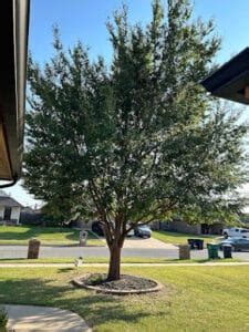 Tree Pruning Project Enhancing A Live Oak Health And Aesthetics In