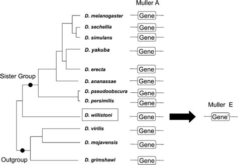 Gene Movement Assignment Example Of Gene Duplicated From Muller