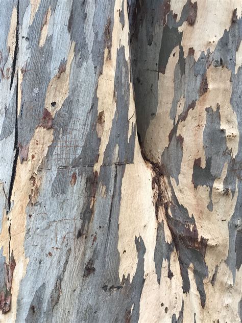 Australian Gum Tree Bark Australian Paperbark Tree Botanical Koaly