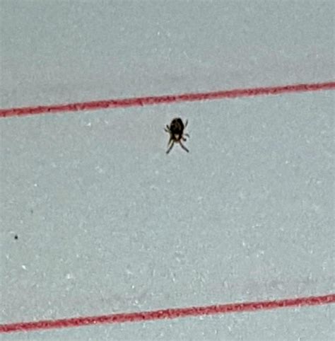 Tiny Bugs In My House Thriftyfun