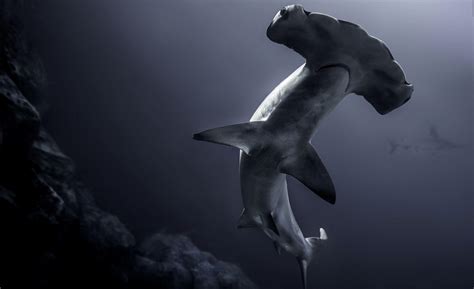 Hammerhead Shark Wallpapers Top Free Hammerhead Shark Backgrounds