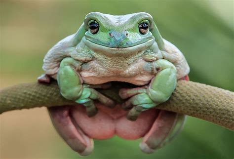 Captivating Photos Of Frogs In Their Natural Habitat