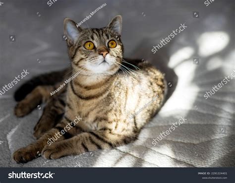 Grey Tabby Cat Kitten