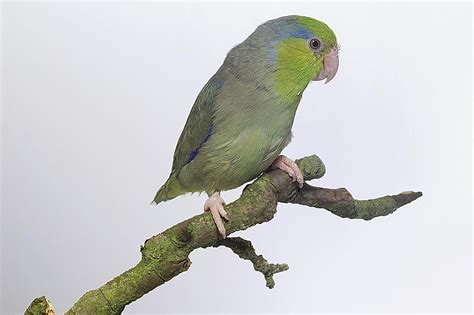 Pacific Parrotlet Bird Species Profile