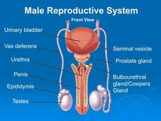 Male Reproductive System Ppt Pptx