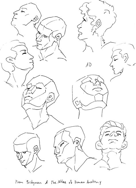 Human Head Drawing Reference
