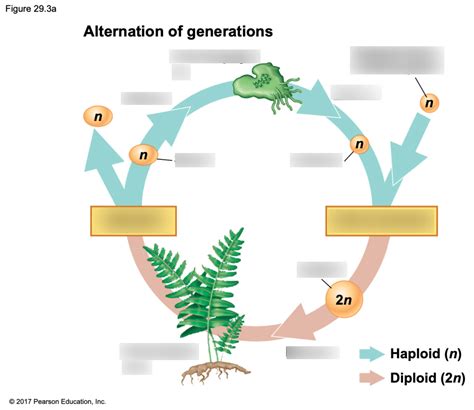 Chapter 29 Plants Diagram Quizlet