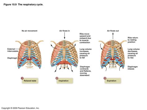 Ppt Figure 109 The Respiratory Cycle Powerpoint Presentation Free
