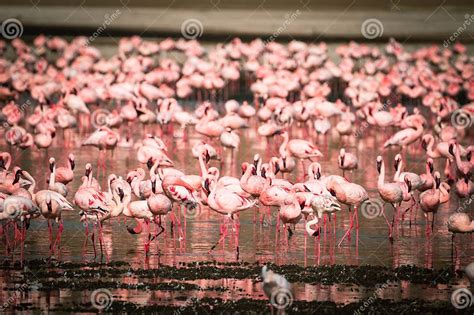 Scene Of Pink Flamingos Eating Algae Lake Nakuru National Park Kenya