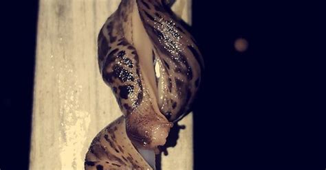 Slug Porn Album On Imgur