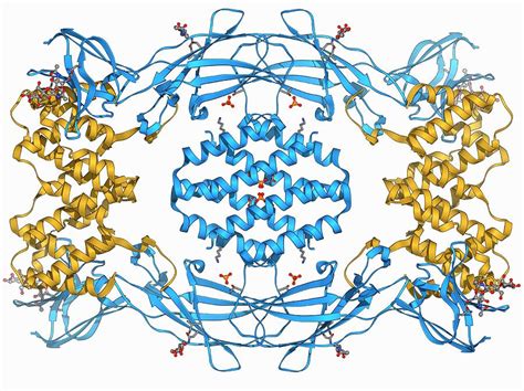 Interferon Antagonism By Viral Protein Photograph By Laguna Design Science Photo Library Fine